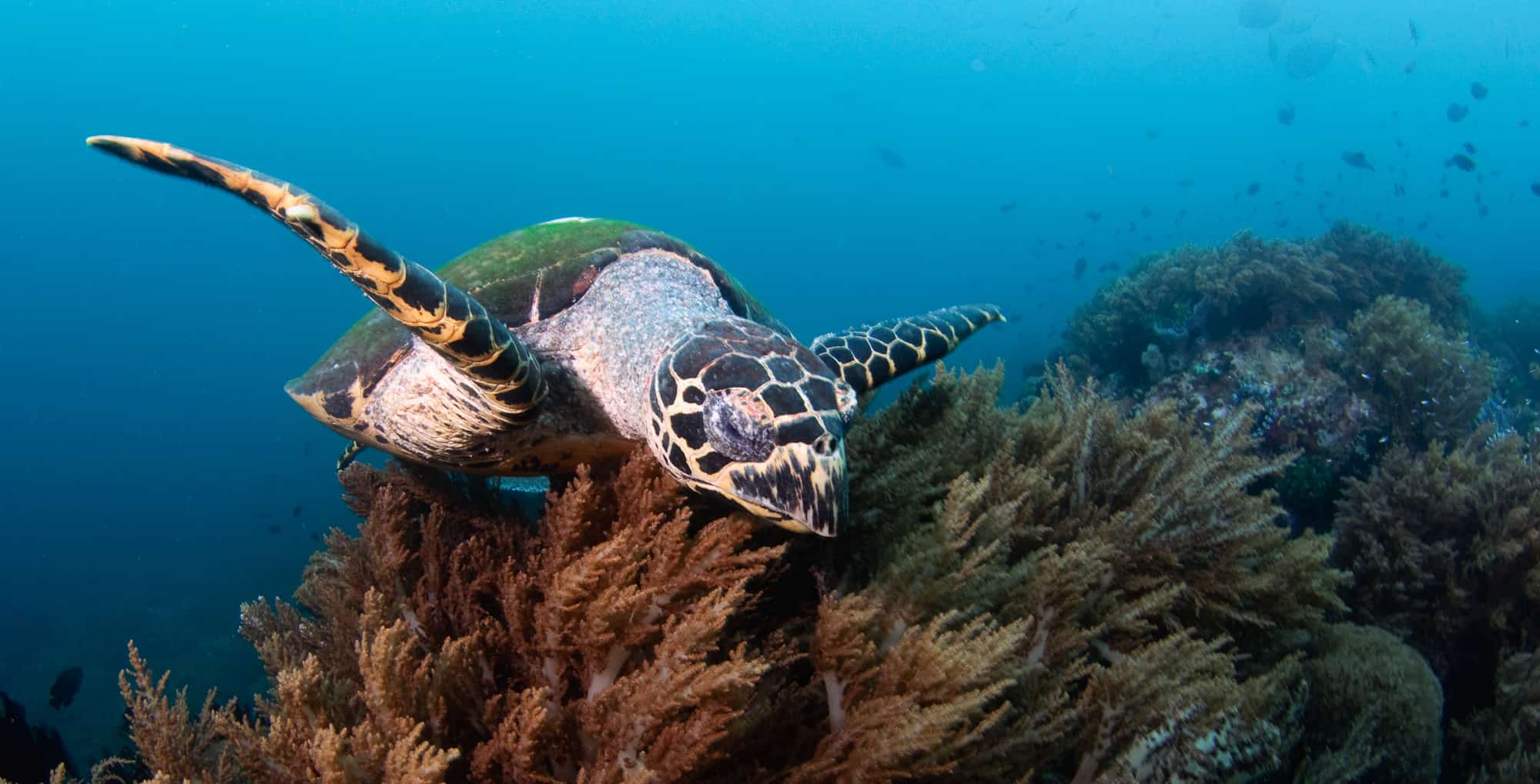 Photo Gallery | Underwater Tribe