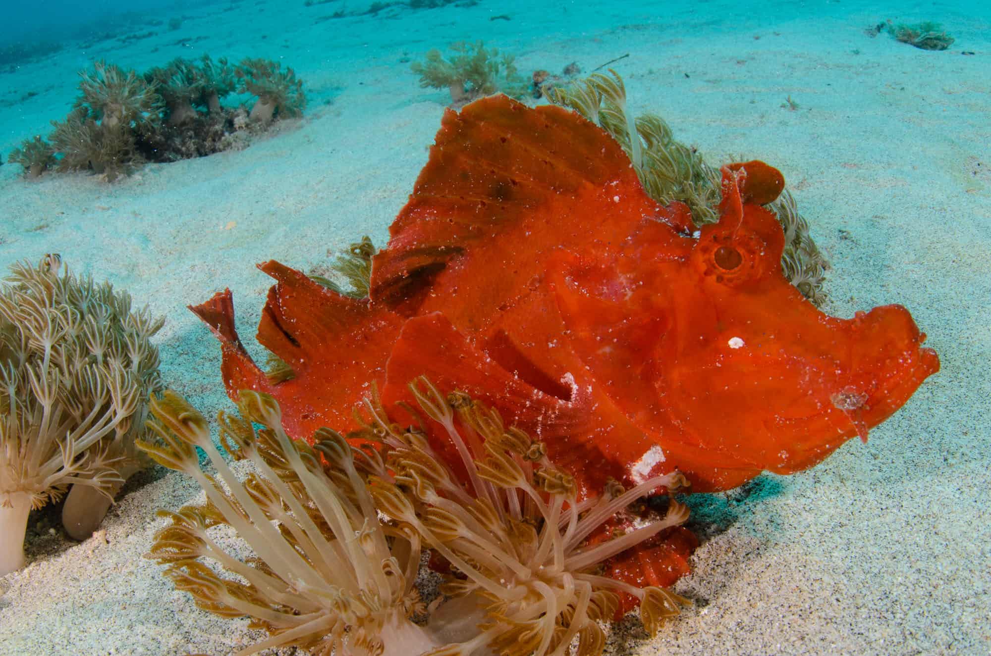 Bali Custom Photo Workshop - Underwater Tribe