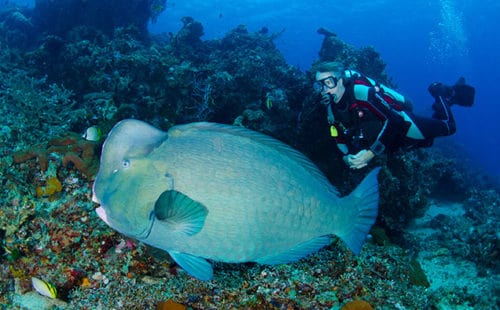 Home - Underwater Tribe | Bali Scuba Diving | Liveaboards | UW Photo