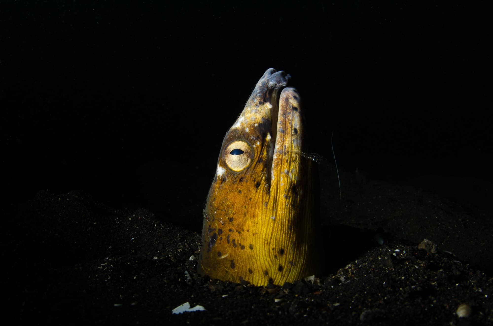 Diving Lembeh Strait Indonesia - Underwater Tribe