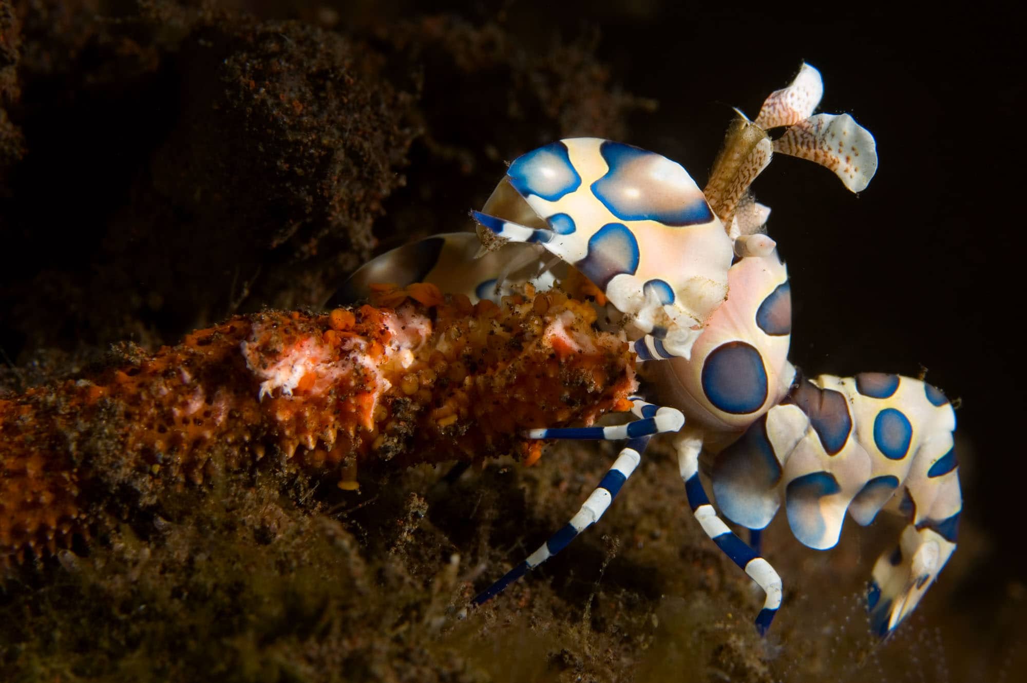 Bali Underwater Photo Workshop July 2017 - Underwater Tribe