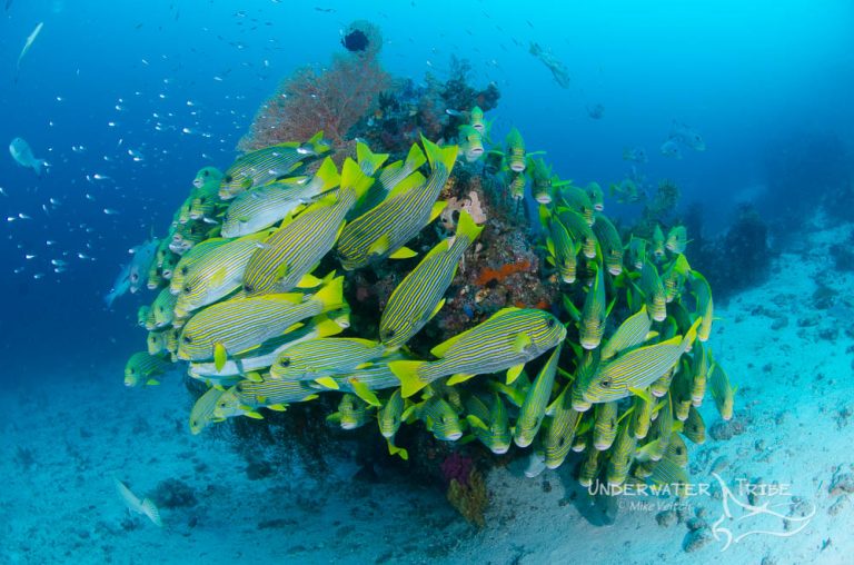 How To? Shoot Schooling Fish - Underwater Tribe