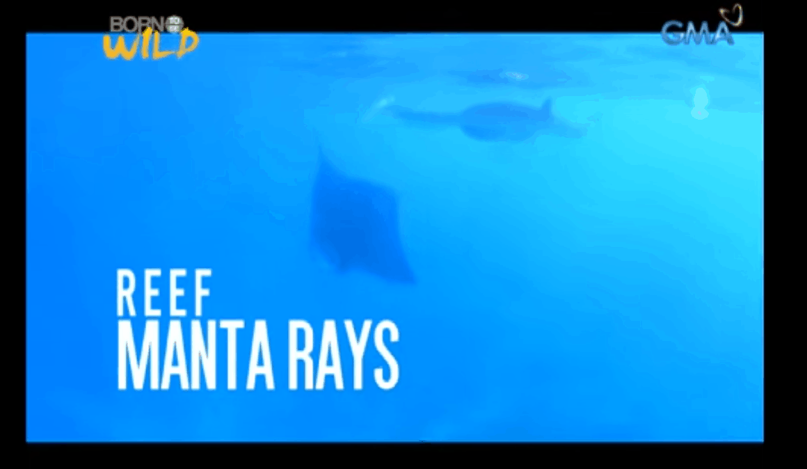Born To Be Wild Visits Bali to Film Manta Rays - Underwater Tribe