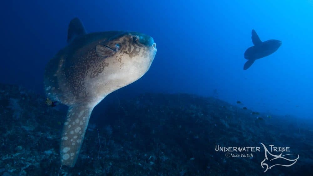 Oceanic Sunfish - Photo of the Day - Underwater Tribe