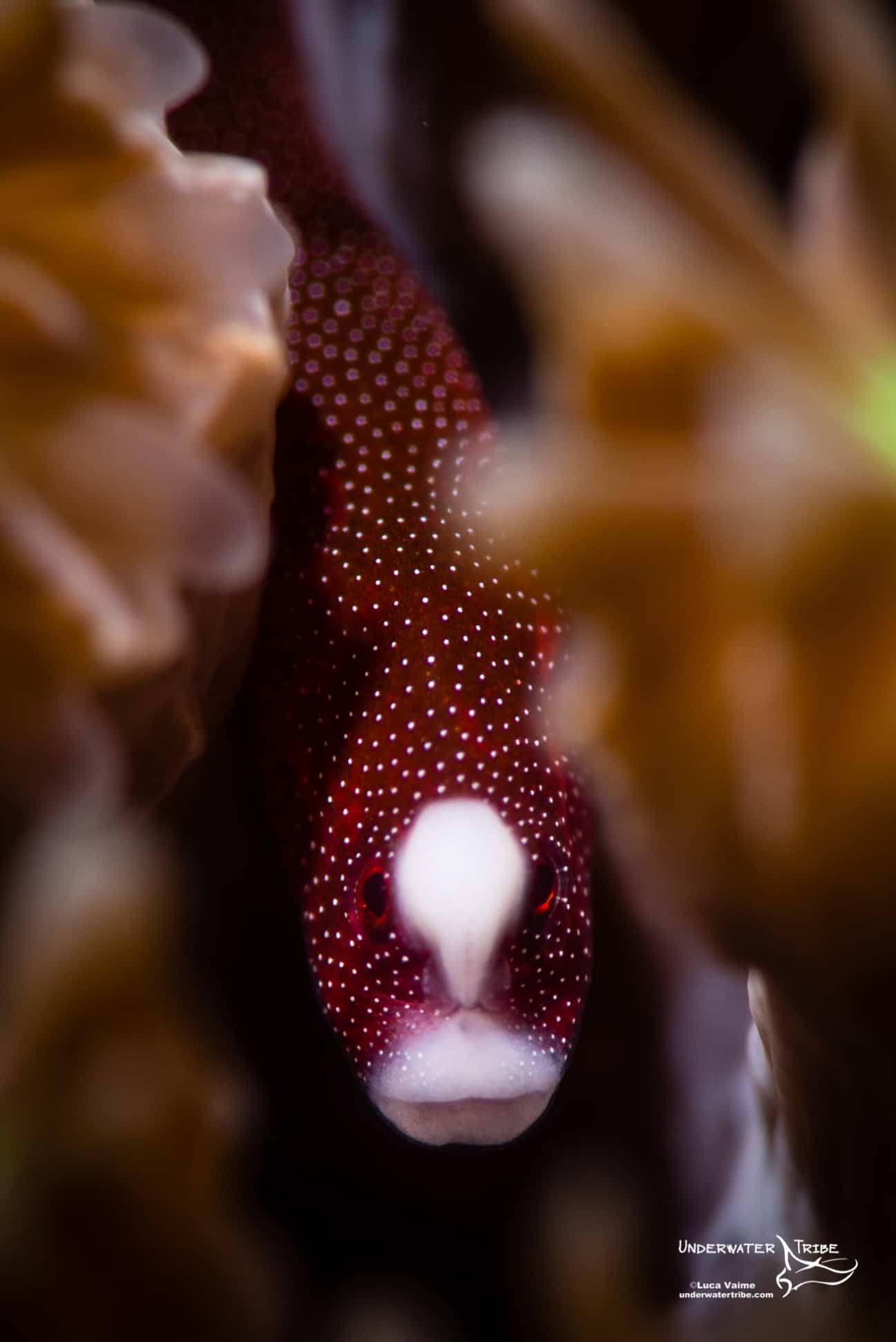 Story Behind the Shot: Pughead Pipefish - Underwater Tribe