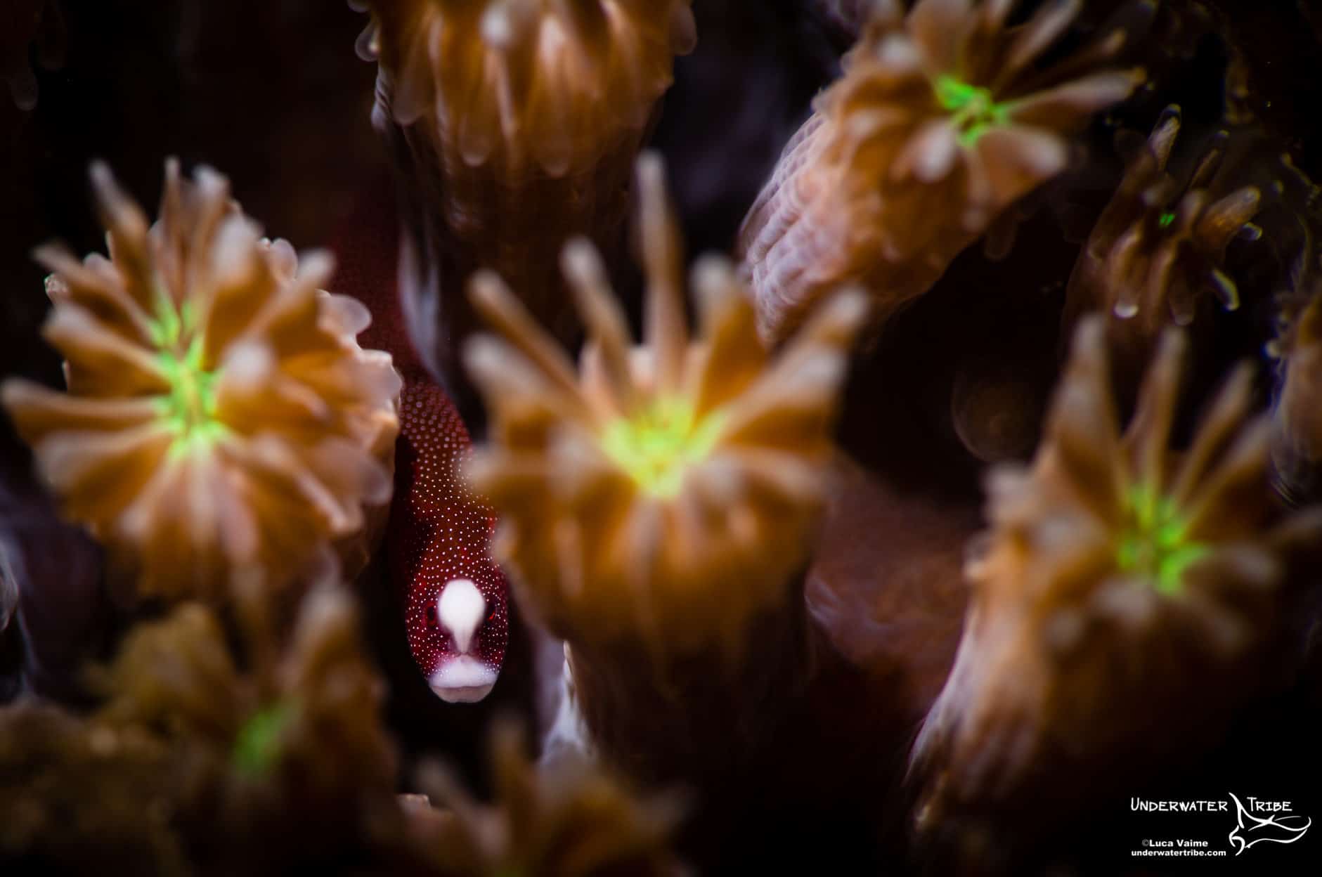 Story Behind the Shot: Pughead Pipefish - Underwater Tribe