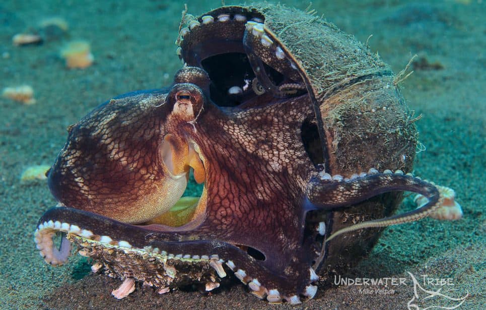 Bali Scuba Diving Sites - Puri Jati - Underwater Tribe