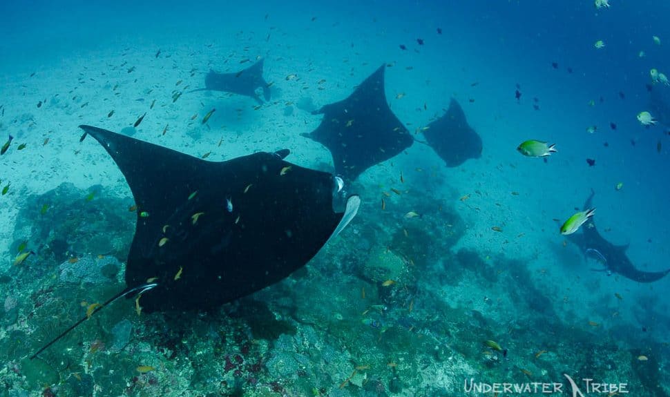 Komodo Dive Cruise June 2018 - Underwater Tribe