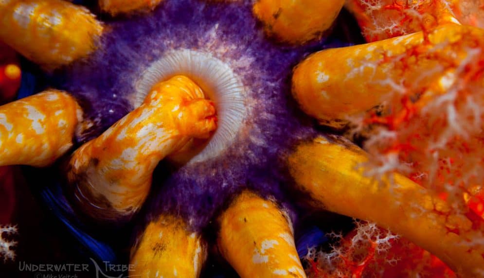 Sea Apple - Story Behind the Shot - Underwater Tribe