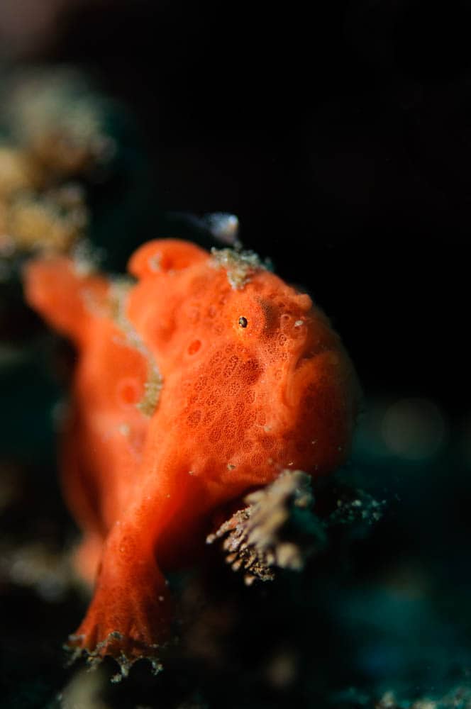 Bali Night Dive Special Offer Tulamben - Underwater Tribe