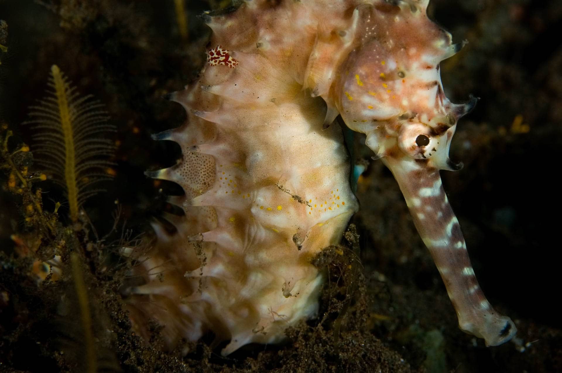 Bali Diving Special Offers 2020 - Underwater Tribe