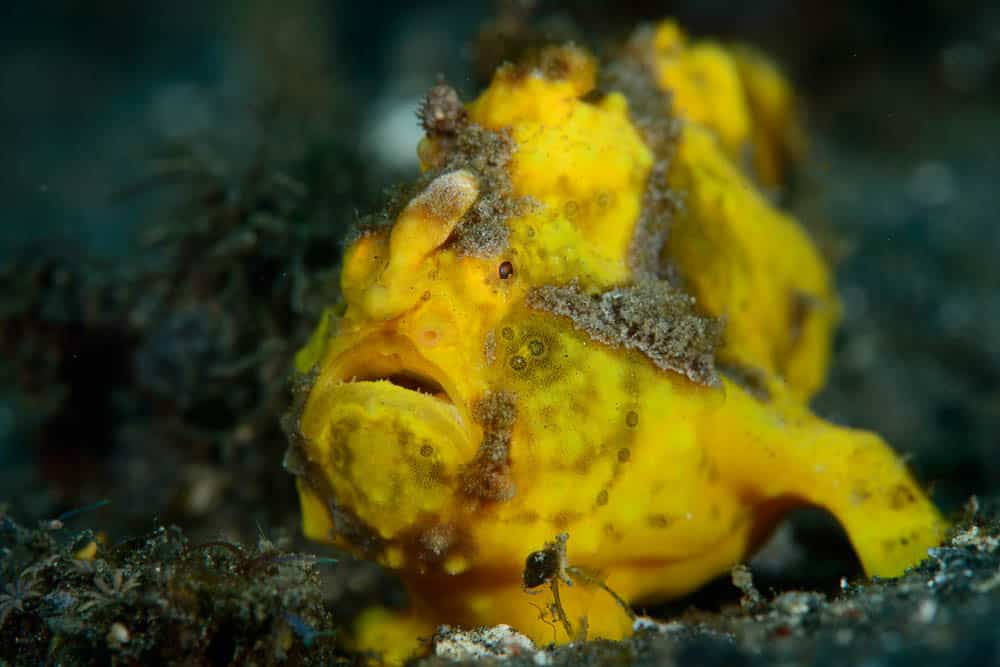 Diving Lembeh Strait Indonesia - Underwater Tribe
