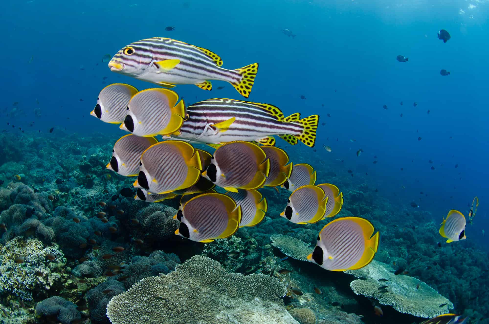 Tulamben Diving - Diving Around Bali - Underwater Tribe