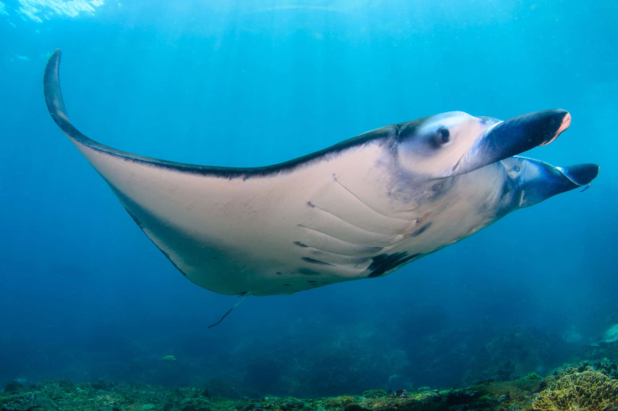 Bali Diving - What To Expect When Diving Bali - Underwater Tribe