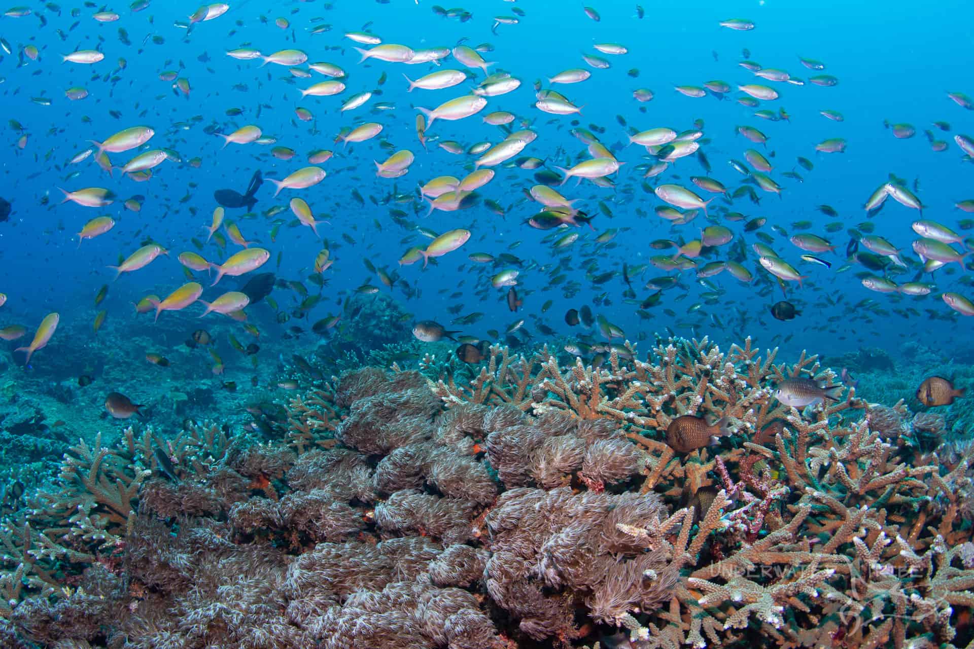 Crystal Bay - Bali Dive Site Description - Underwater Tribe