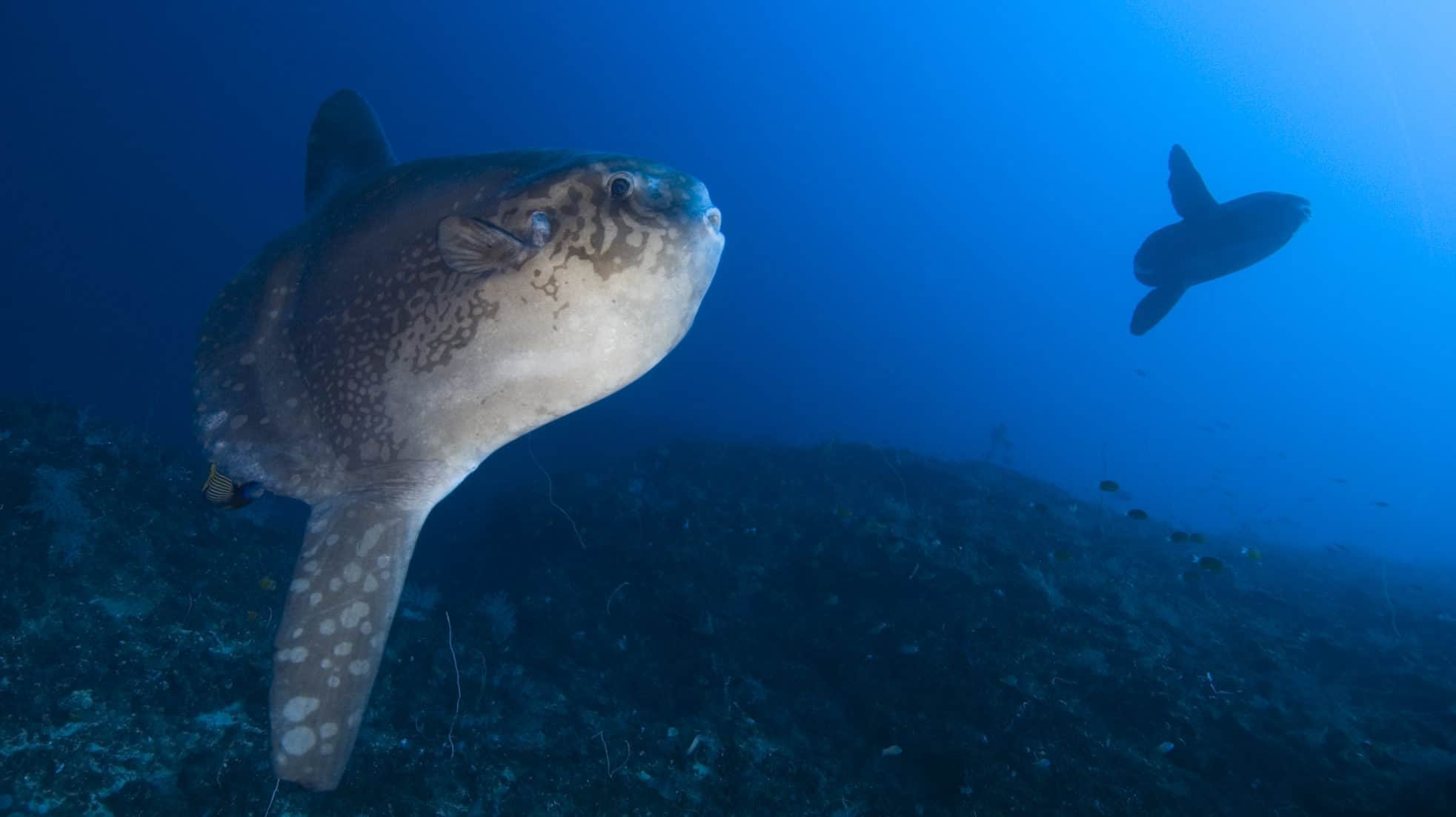 Diving Nusa Penida Bali - Underwater Tribe
