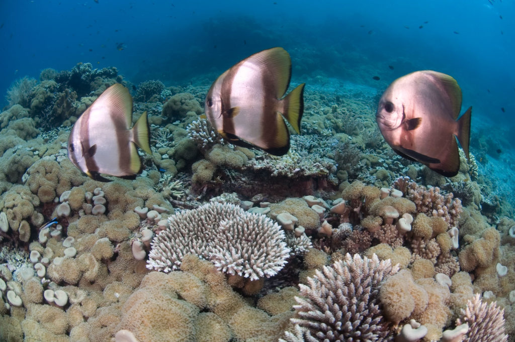 Bali Diving - What To Expect When Diving Bali - Underwater Tribe