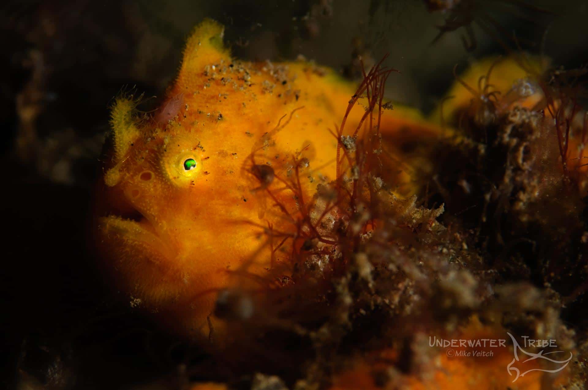 Two Strobes Are Better Than One Right?! - Underwater Tribe