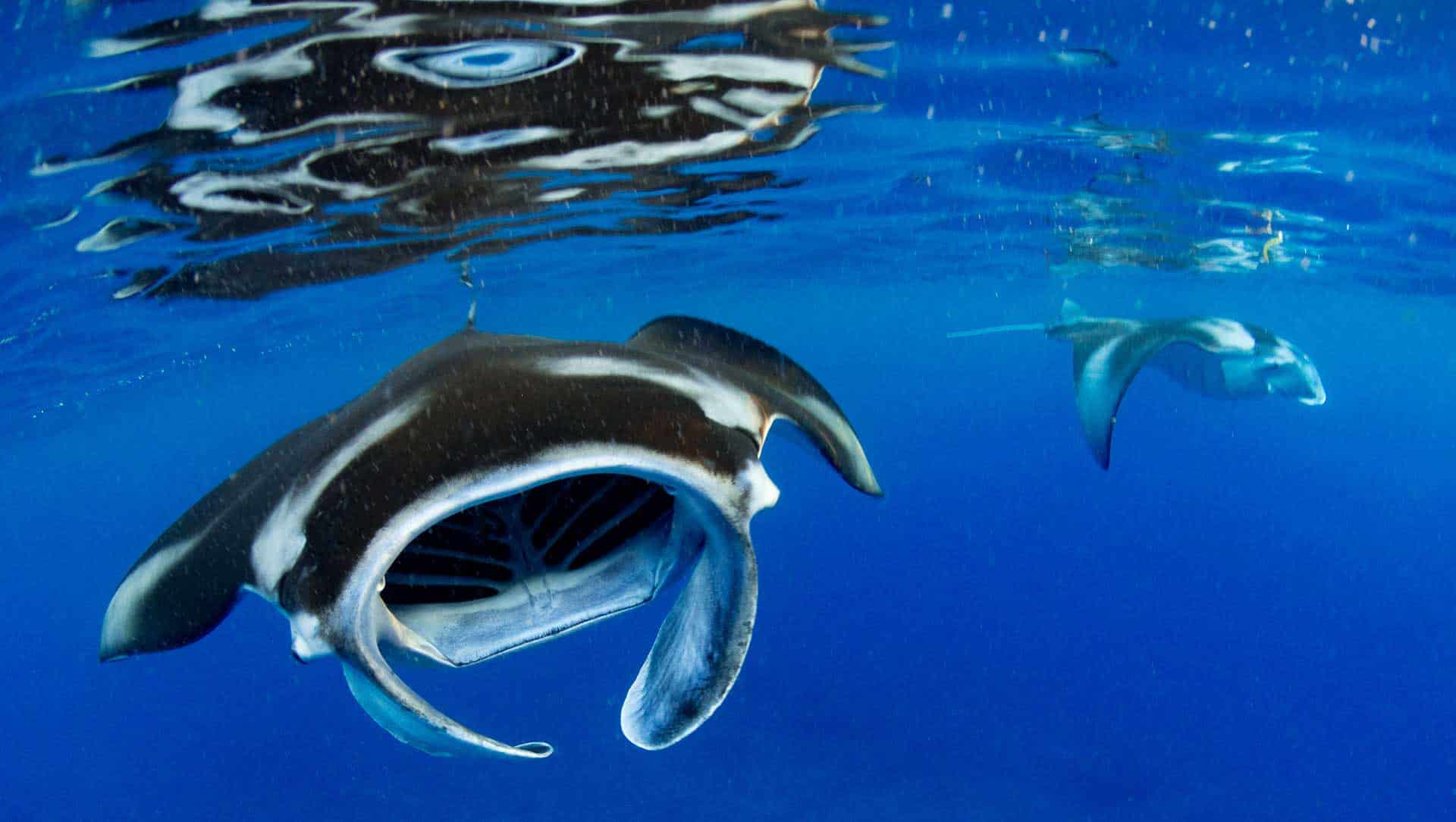 Raja Ampat and Triton Bay March 2021 Liveaboard - Underwater Tribe