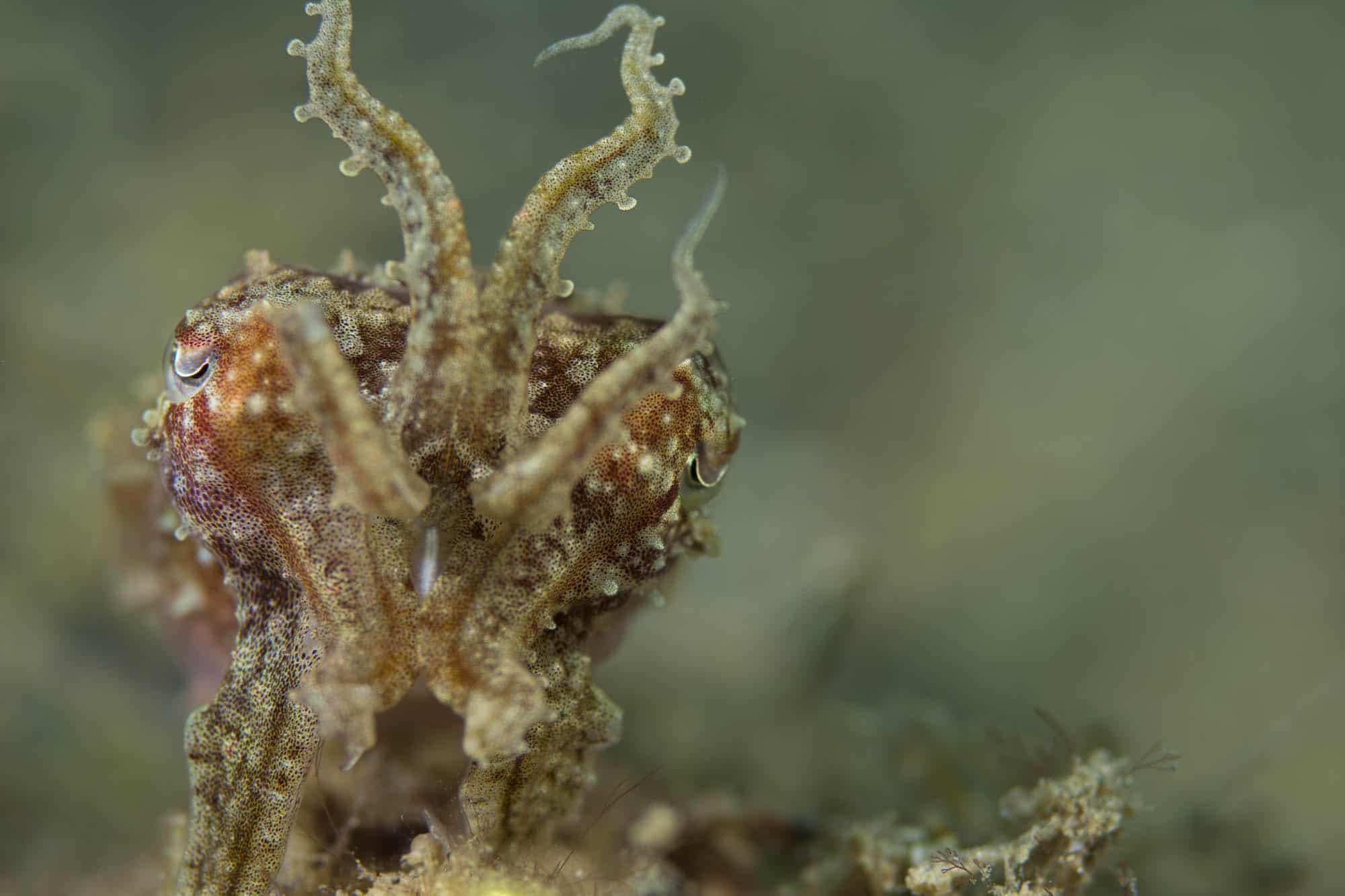 Limited Depth of Field Underwater Photography - Underwater Tribe