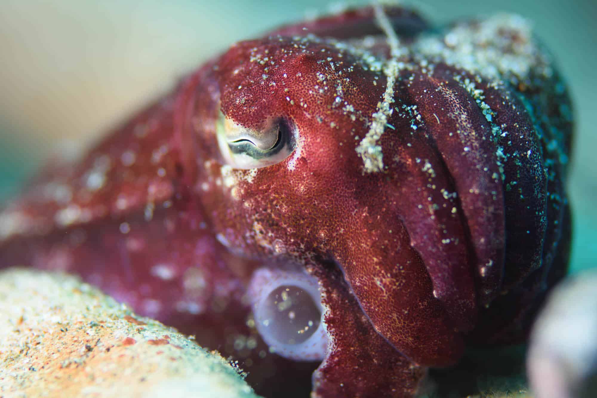 Limited Depth of Field Underwater Photography - Underwater Tribe