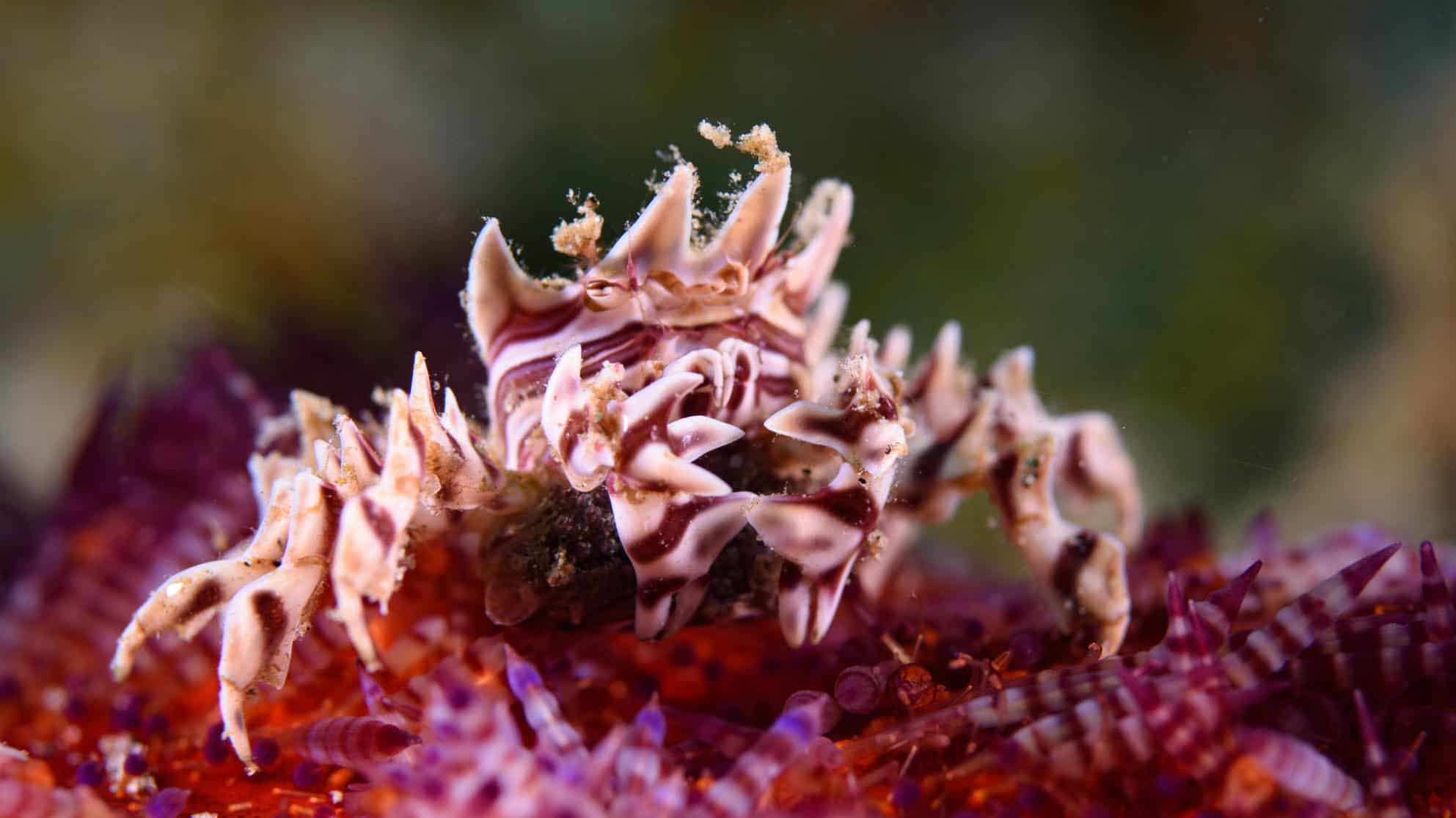 Limited Depth of Field Underwater Photography - Underwater Tribe