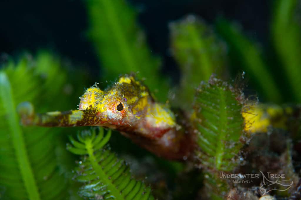 Limited Depth of Field Underwater Photography - Underwater Tribe