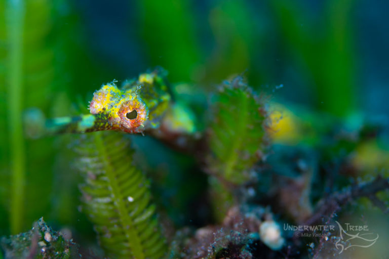 Limited Depth of Field Underwater Photography - Underwater Tribe