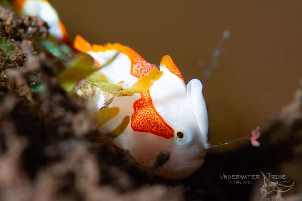 Limited Depth of Field Underwater Photography - Underwater Tribe