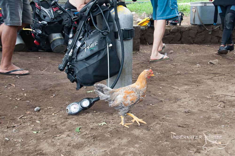 Seraya Secrets - A Bali Dive Site Spotlight - Underwater Tribe