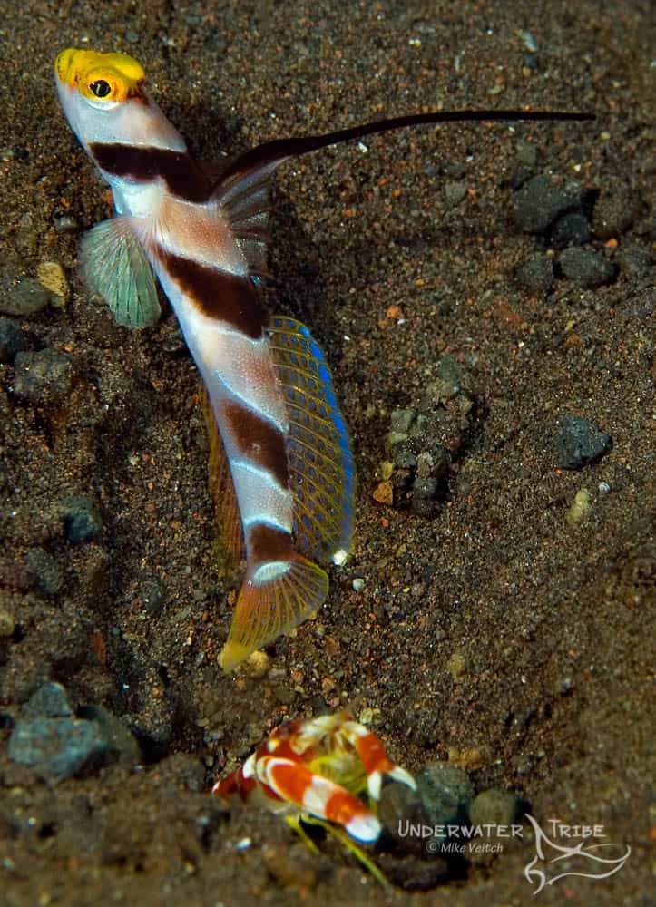 Seraya Secrets - A Bali Dive Site Spotlight - Underwater Tribe