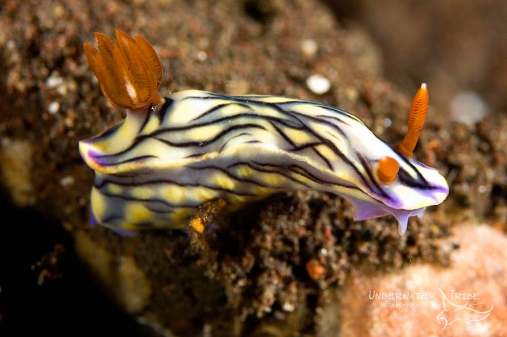 Seraya Secrets - A Bali Dive Site Spotlight - Underwater Tribe