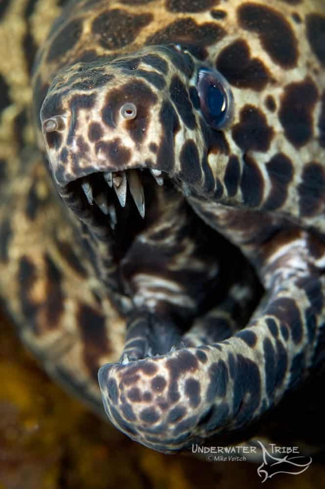 Seraya Secrets - A Bali Dive Site Spotlight - Underwater Tribe