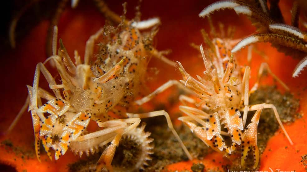 Seraya Secrets - A Bali Dive Site Spotlight - Underwater Tribe