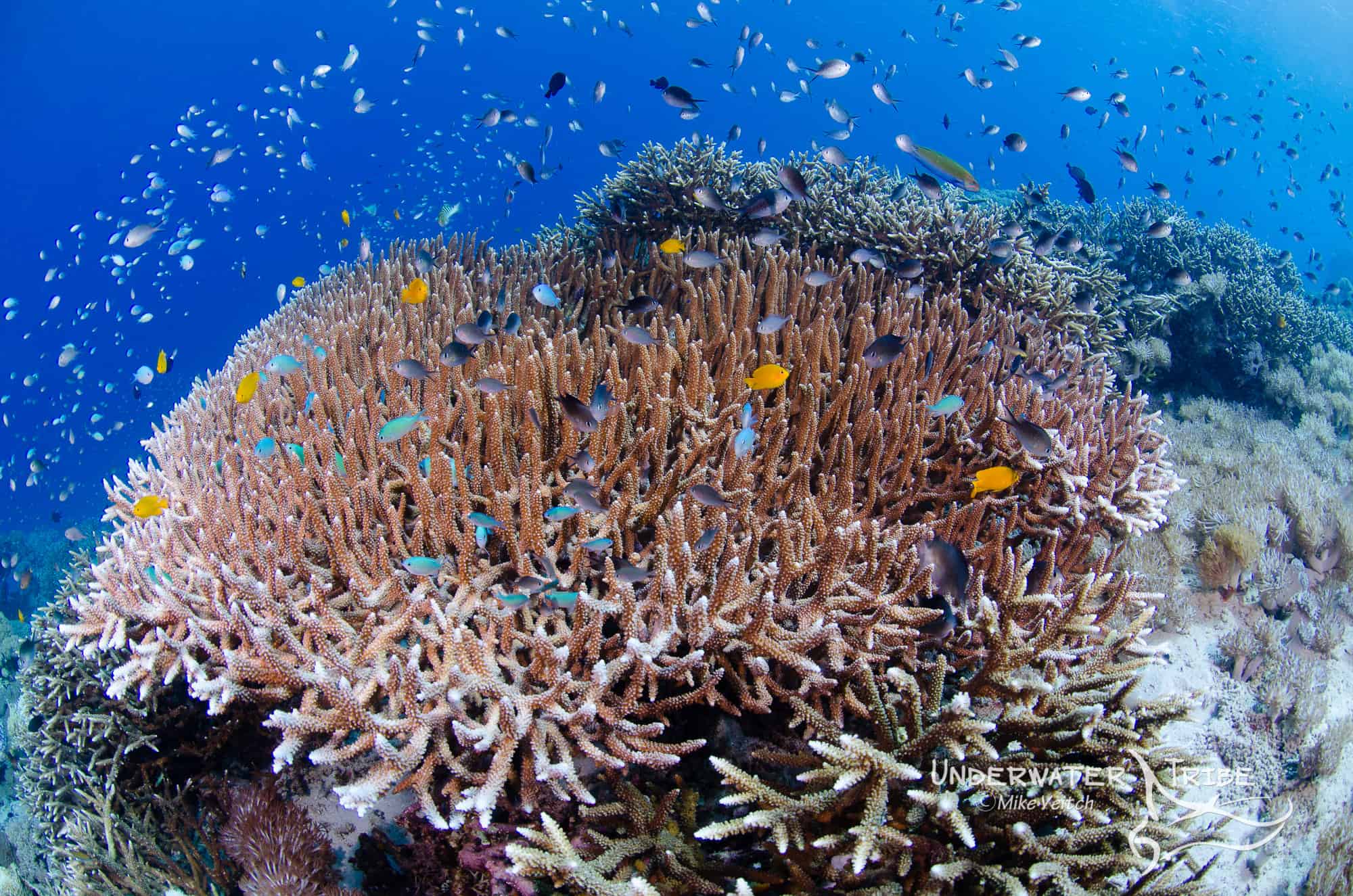 Ten Foot Reef - Komodo Dive Sites - Underwater Tribe