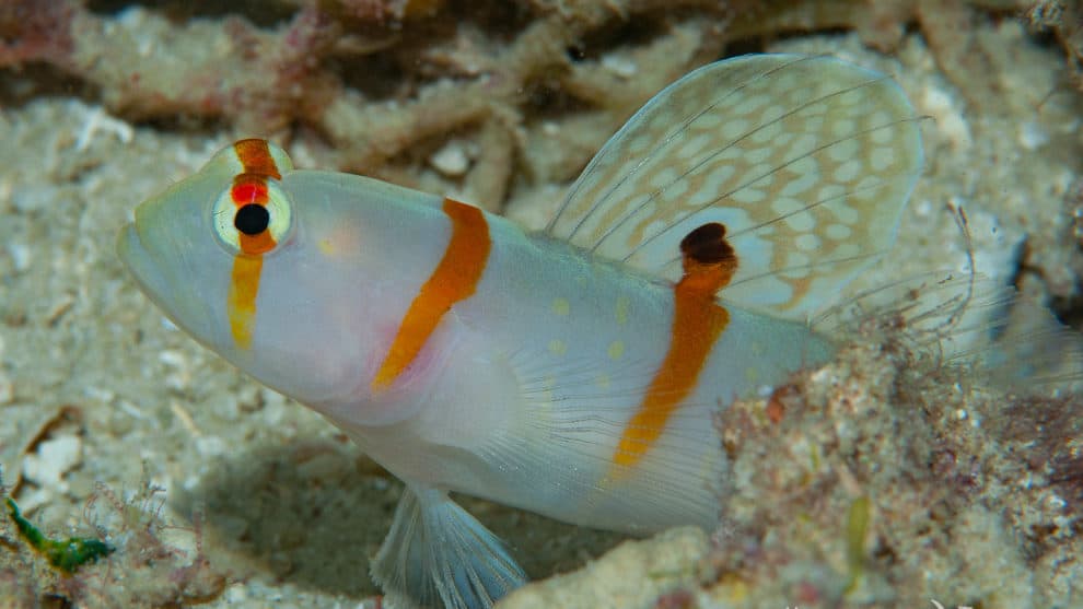 Randall Snapping Shrimp - Goby Pair - Underwater Tribe