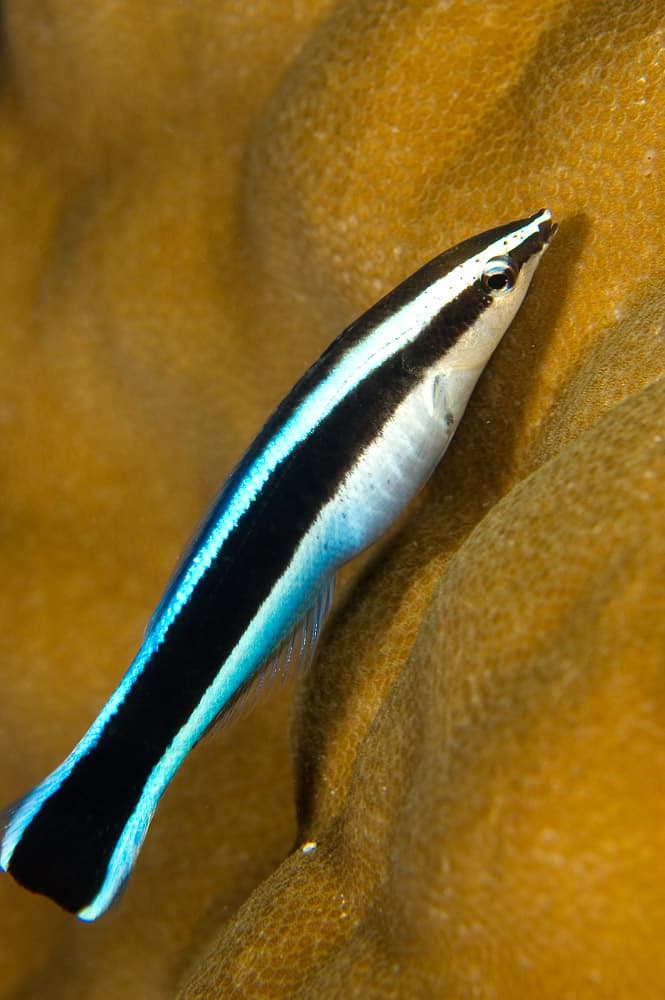 Cleaning Stations - Keeping Clean Underwater - Underwater Tribe