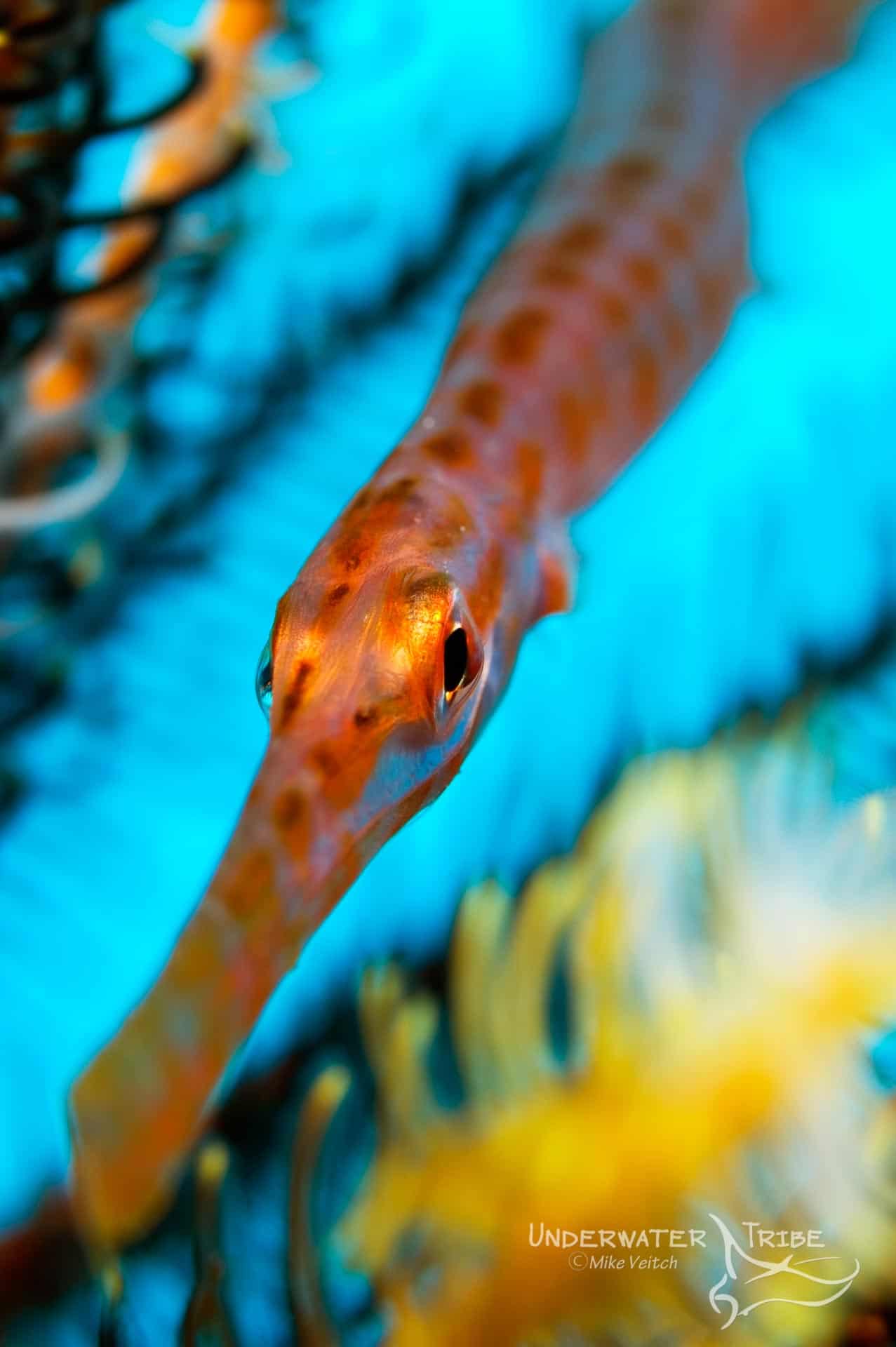 Trumpet Fish Story Behind the Shot - Underwater Tribe