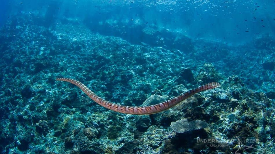 Sea Snakes - Misunderstood Breath Holding Masters - Underwater Tribe
