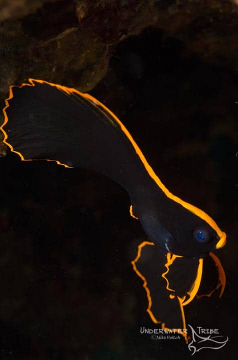 Batfish - Friendliest Fish in the Sea - Underwater Tribe