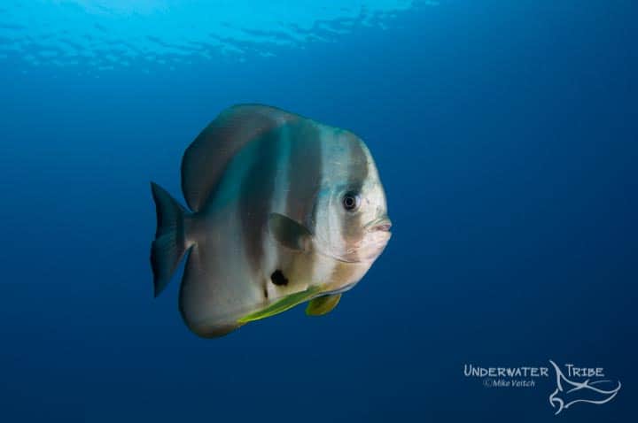 Batfish - Friendliest Fish in the Sea - Underwater Tribe