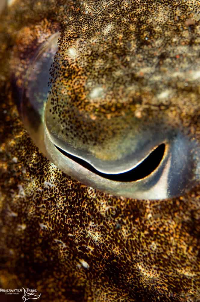 Cuttlefish - Masters Of Camouflage - Underwater Tribe