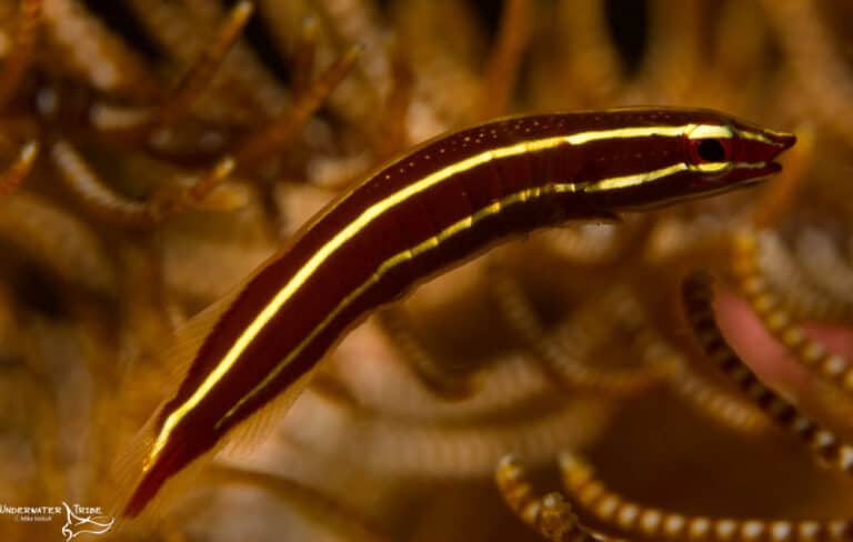Clingfish - Underappreciated Fish of the Day - Underwater Tribe