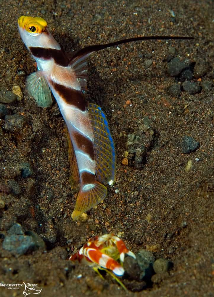 Gobies - Charismatic Reef Characters - Underwater Tribe