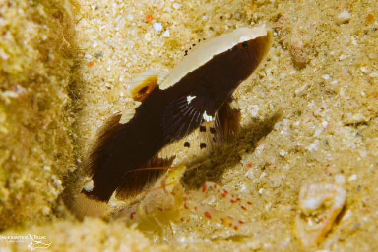 Gobies - Charismatic Reef Characters - Underwater Tribe