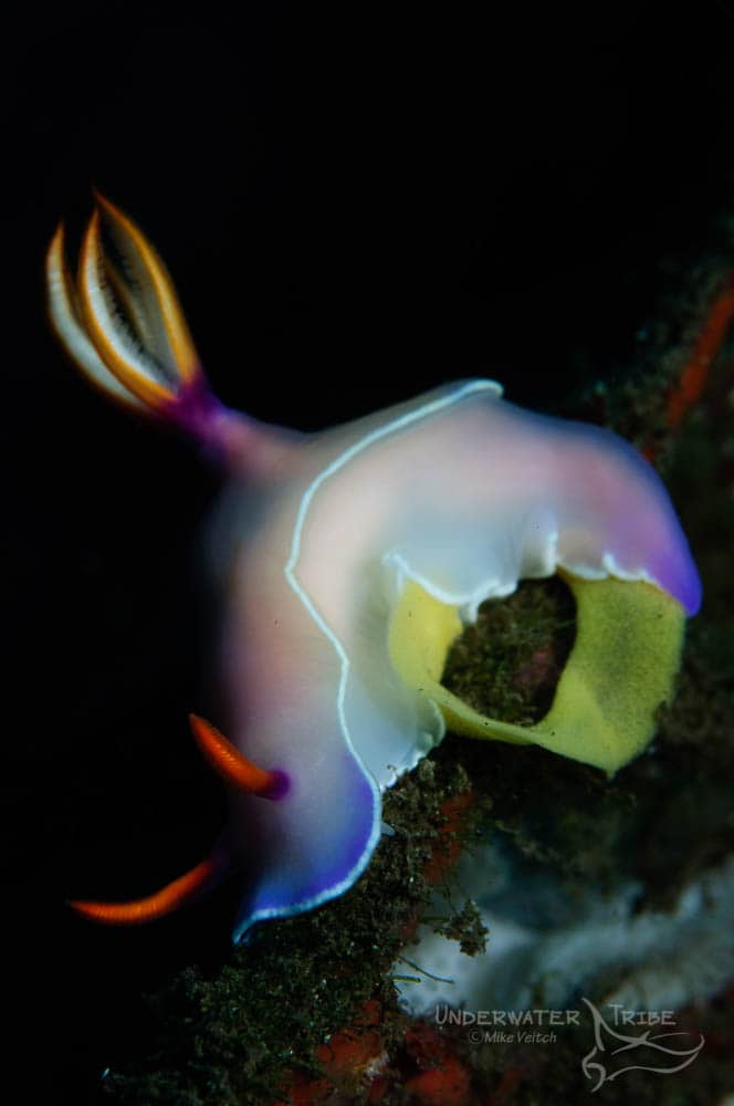 Sidem - Bali Dive Sites - Underwater Tribe