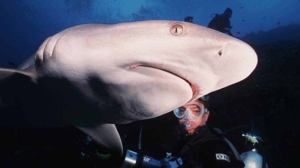 Grey Reef Sharks - Underwater Tribe