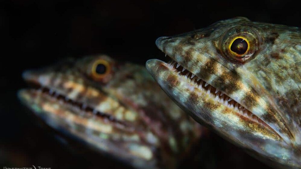 Daily Photo Lizard Fish - POTD - Underwater Tribe