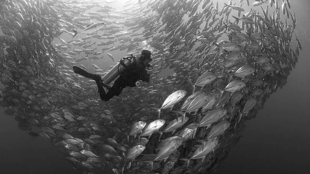 Daily Photo Diver Trevally - POTD - Underwater Tribe