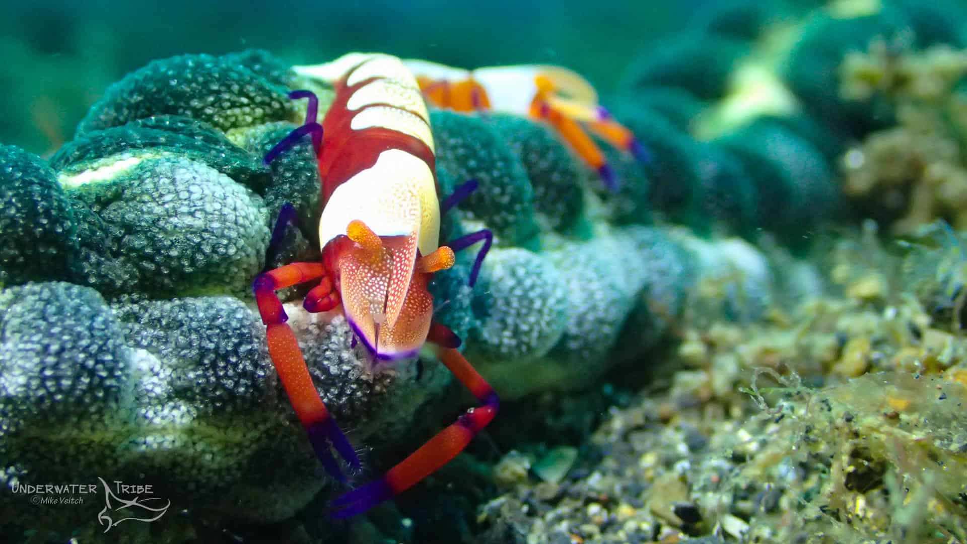 Emperor Shrimp - Daily Photo - Underwater Tribe